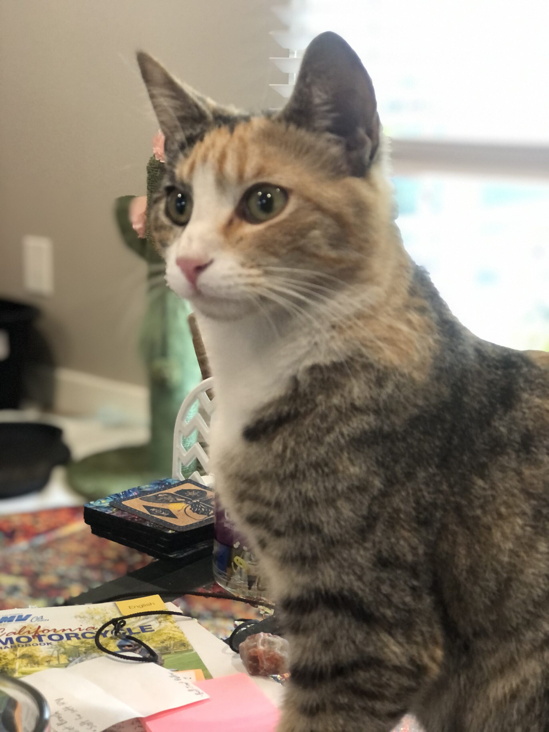 Lost calico - Lost Cat Ventura County