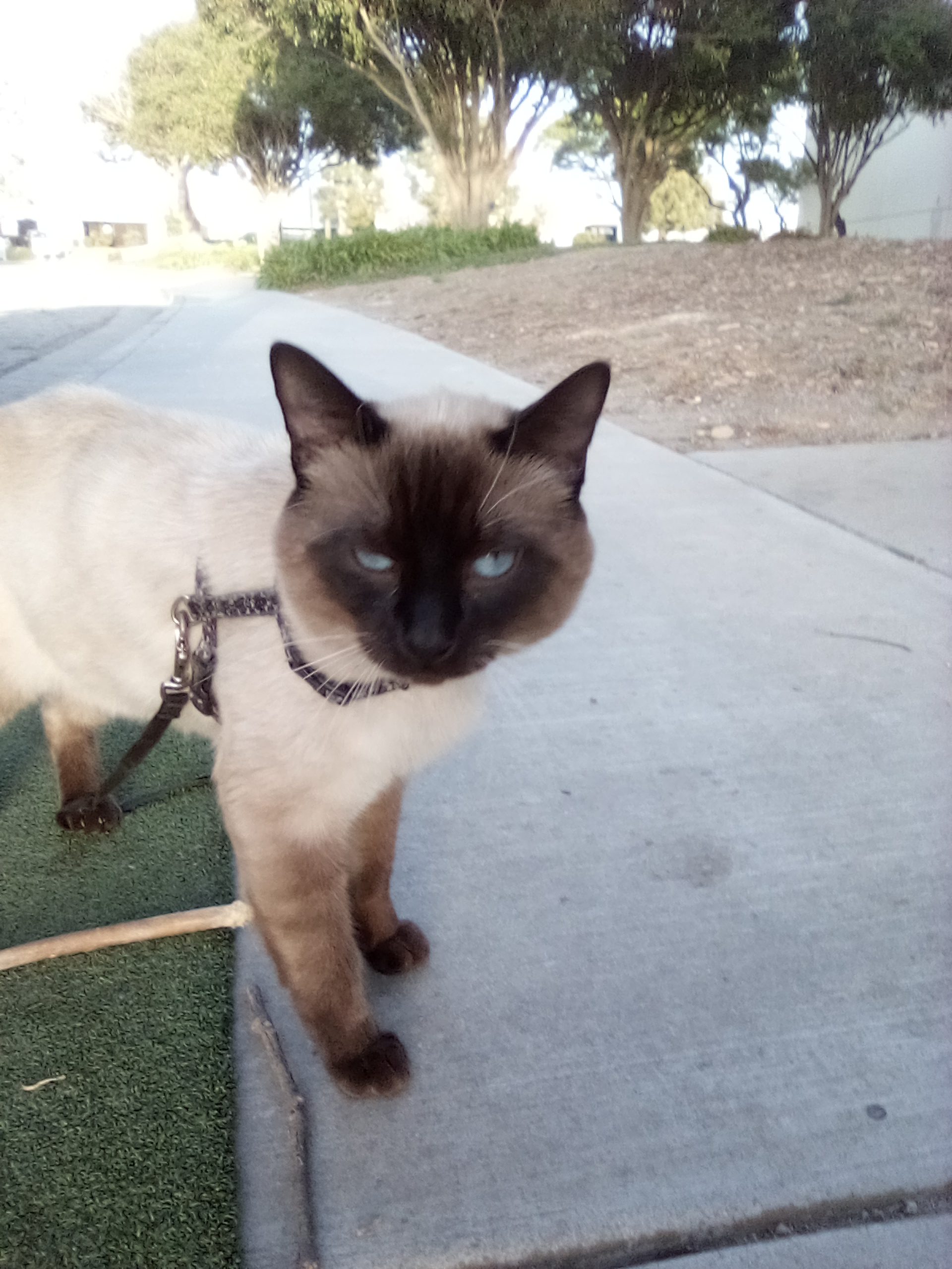 Siamese INTACT MALE - Lost Cat Ventura County